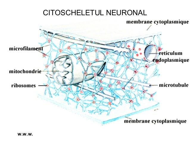 Celule nervoase totul despre neuroni - Atlas de neuroanatomie