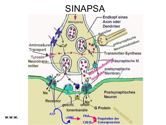 Atlas de neuroanatomie - sinapse si nevroglie