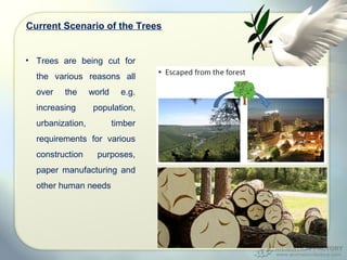 Plantation | PPT