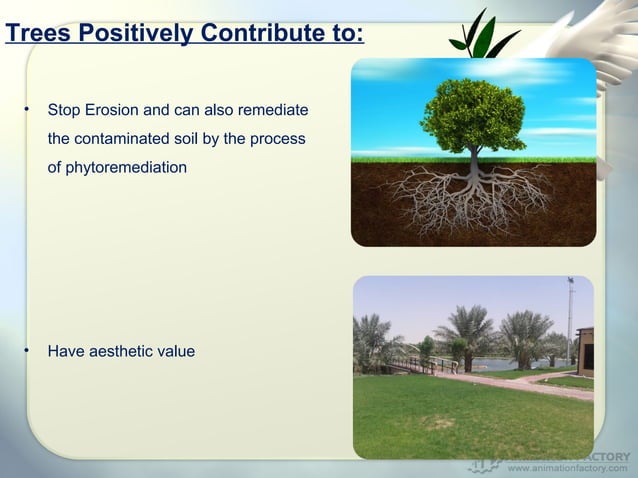 Plantation | PPT | Home & Garden