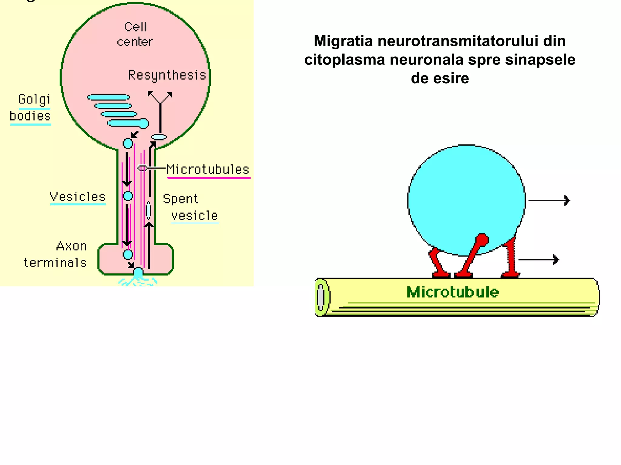 Functii neuronale | PPT