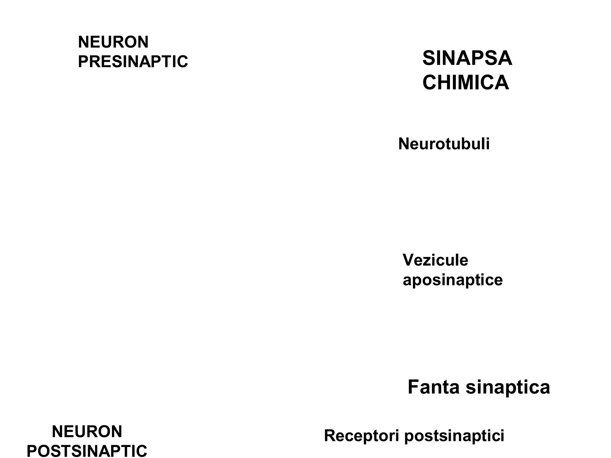 Functii neuronale | PPT