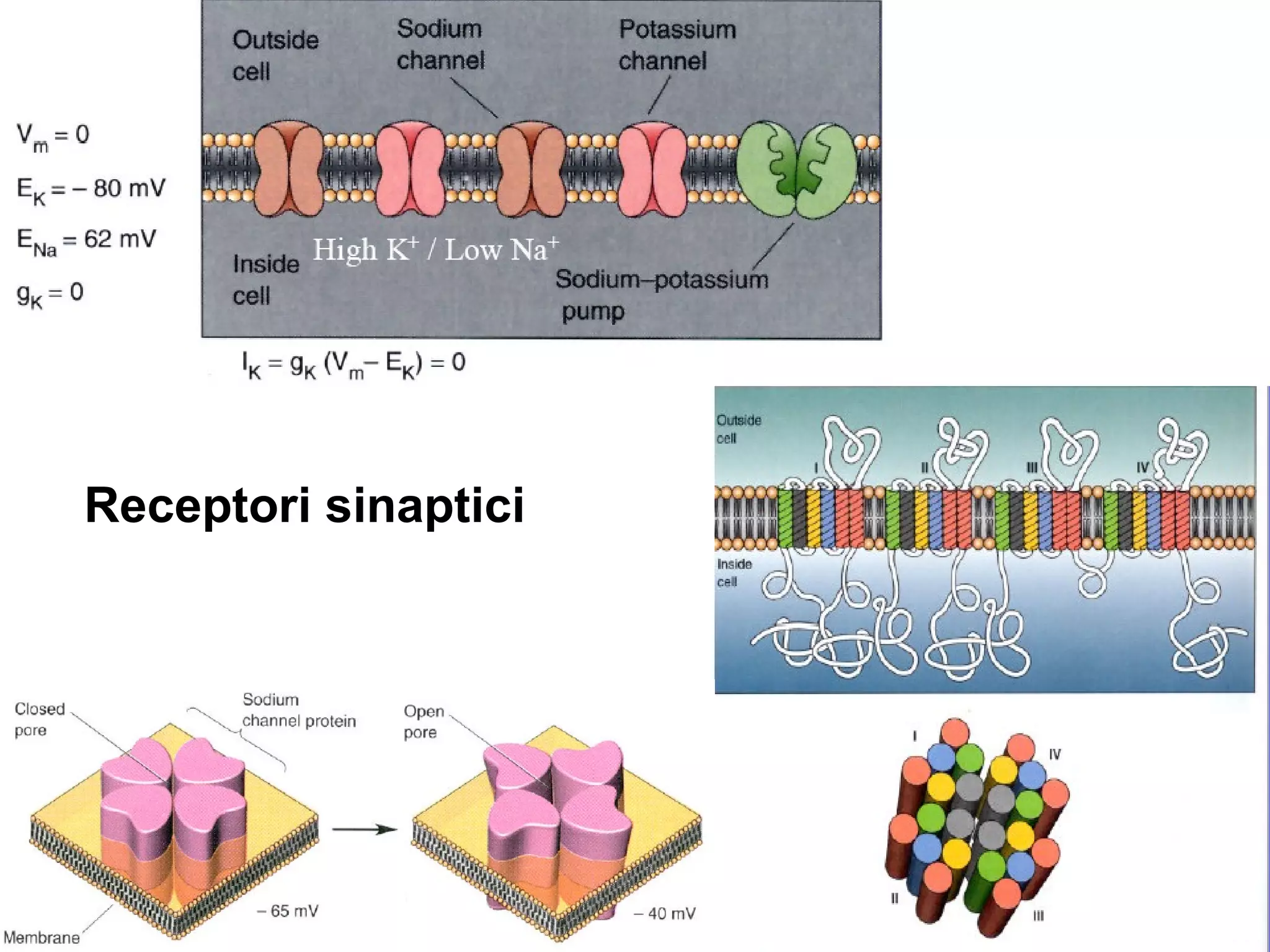Functii neuronale | PPT