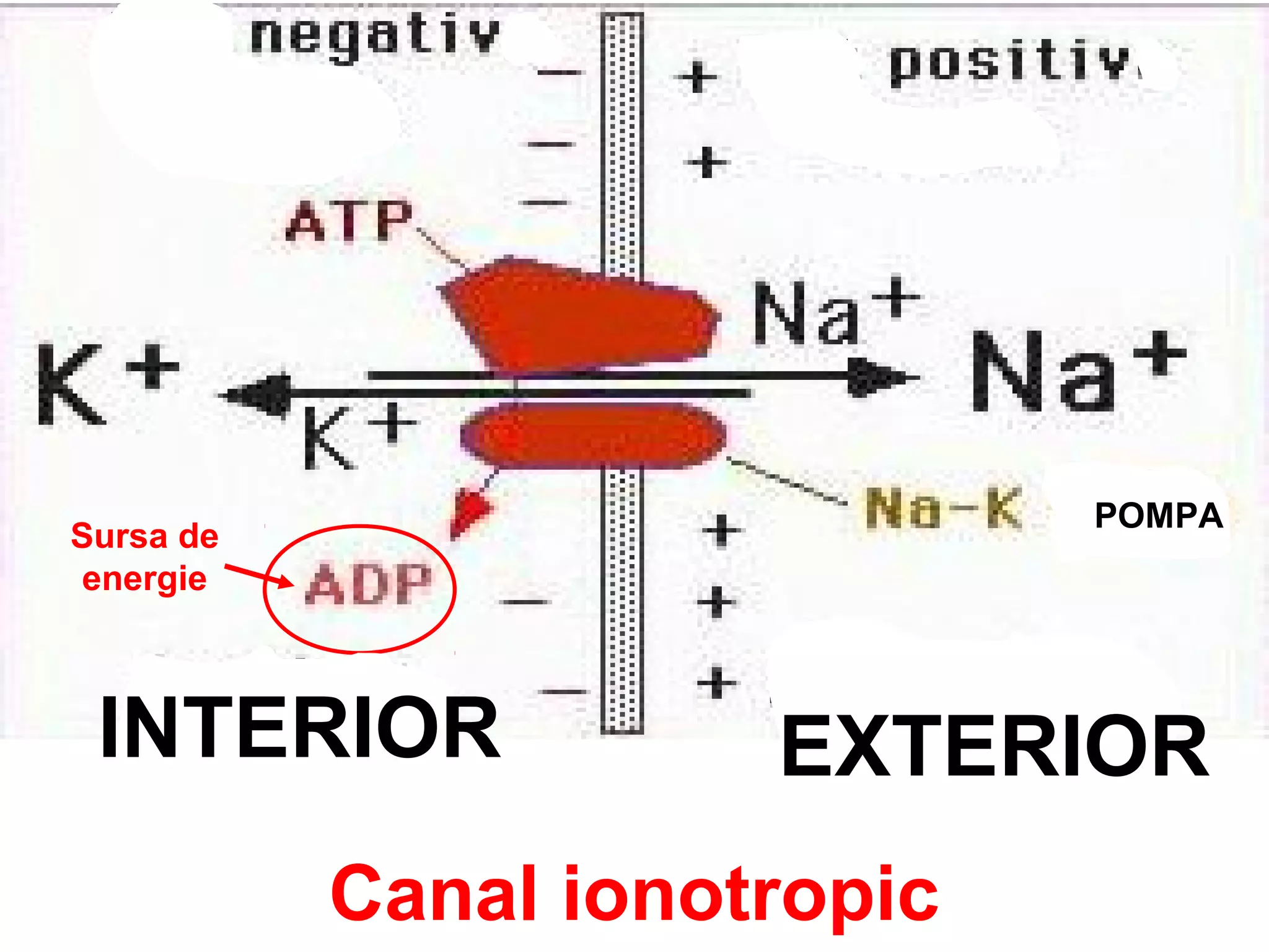 Functii neuronale | PPT
