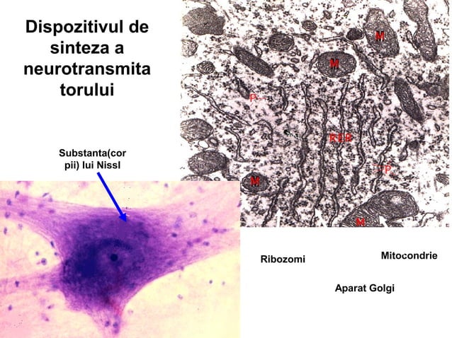Functii neuronale | PPT