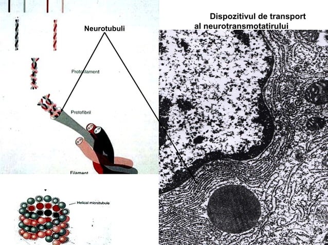 Functii neuronale | PPT