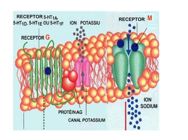 Functii neuronale | PPT
