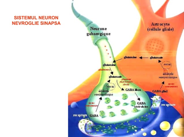 Functii neuronale | PPT