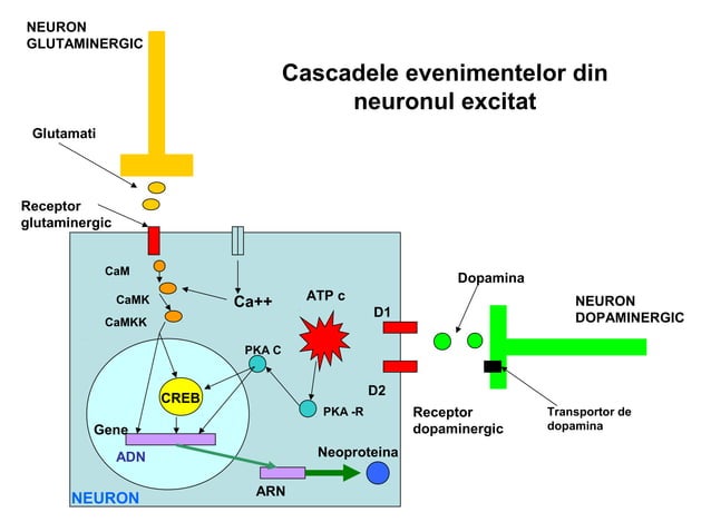 Functii neuronale | PPT