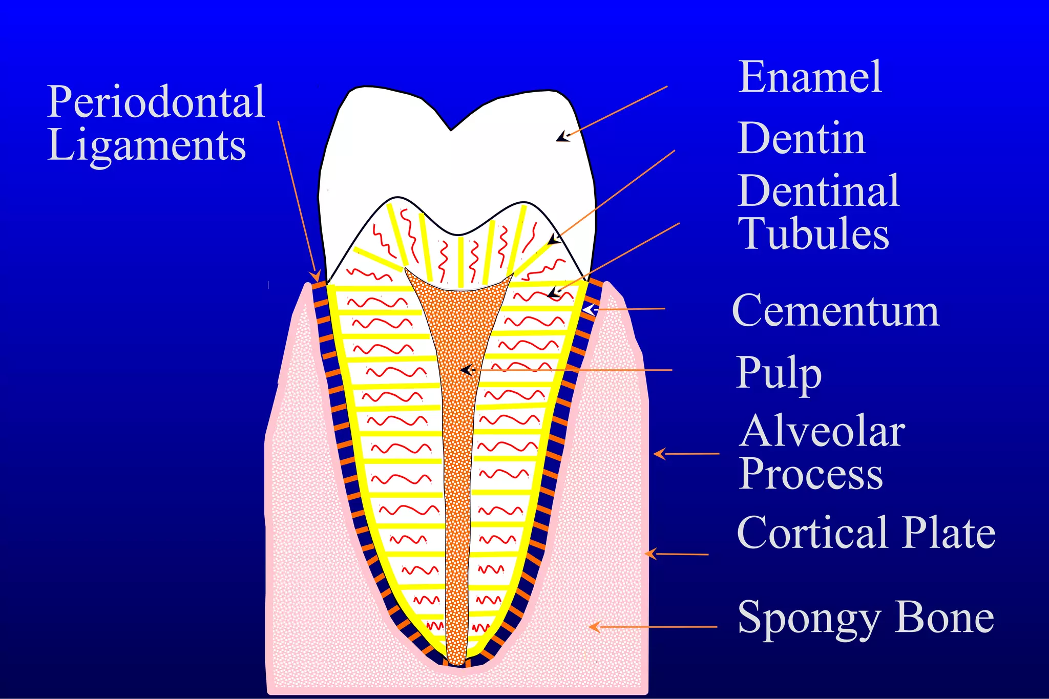 Verona Dental Presents Dental Anatomy By Jim Emms | PPT