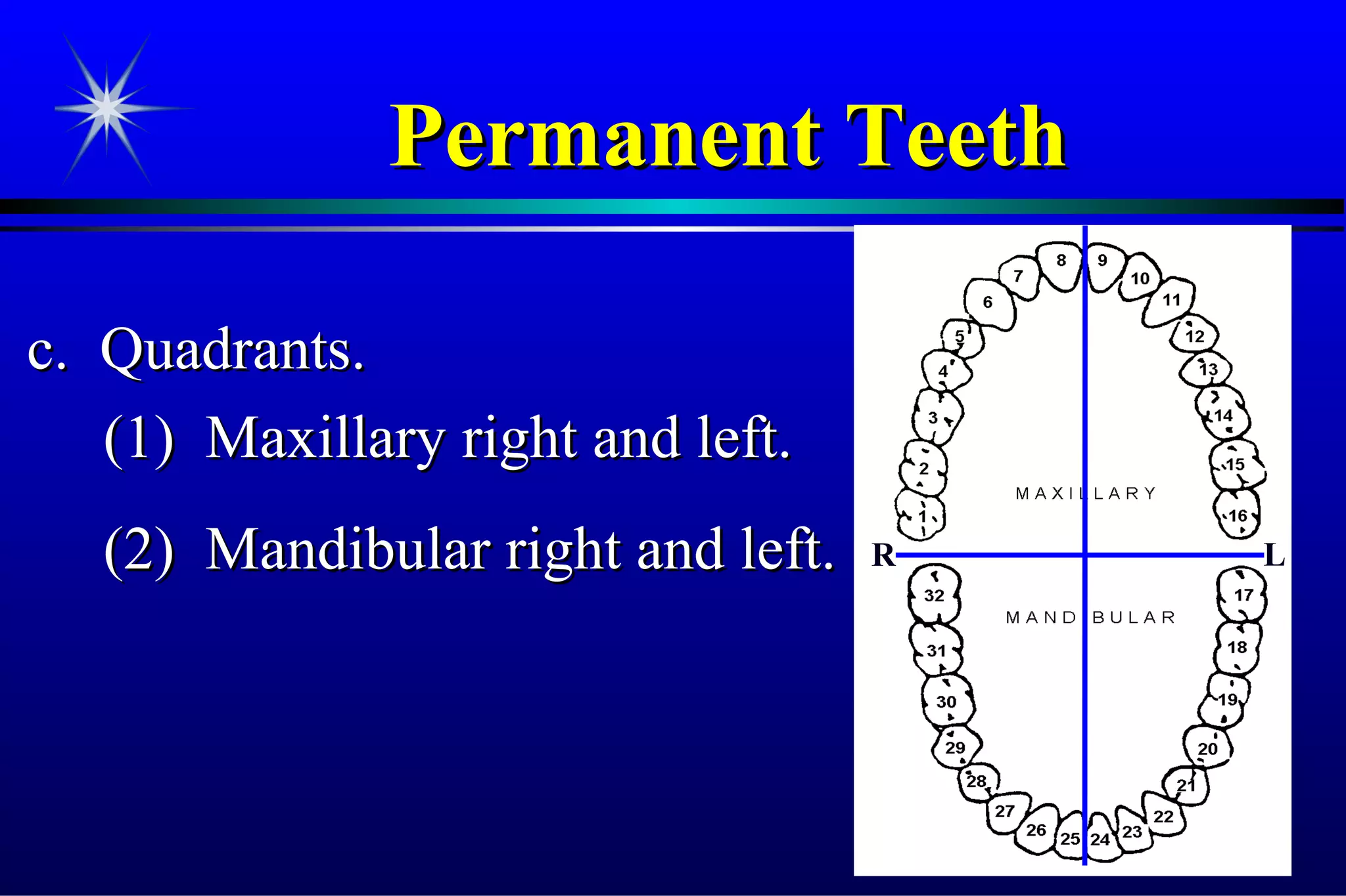 Verona Dental Presents Dental Anatomy By Jim Emms | PPT