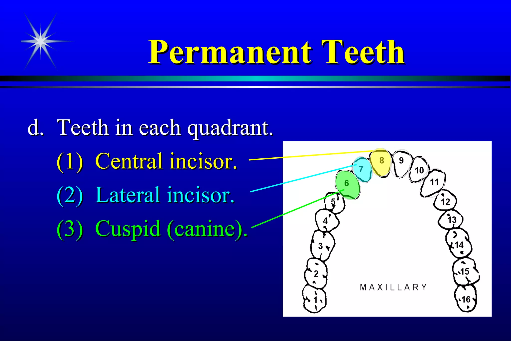 Verona Dental Presents Dental Anatomy By Jim Emms | PPT