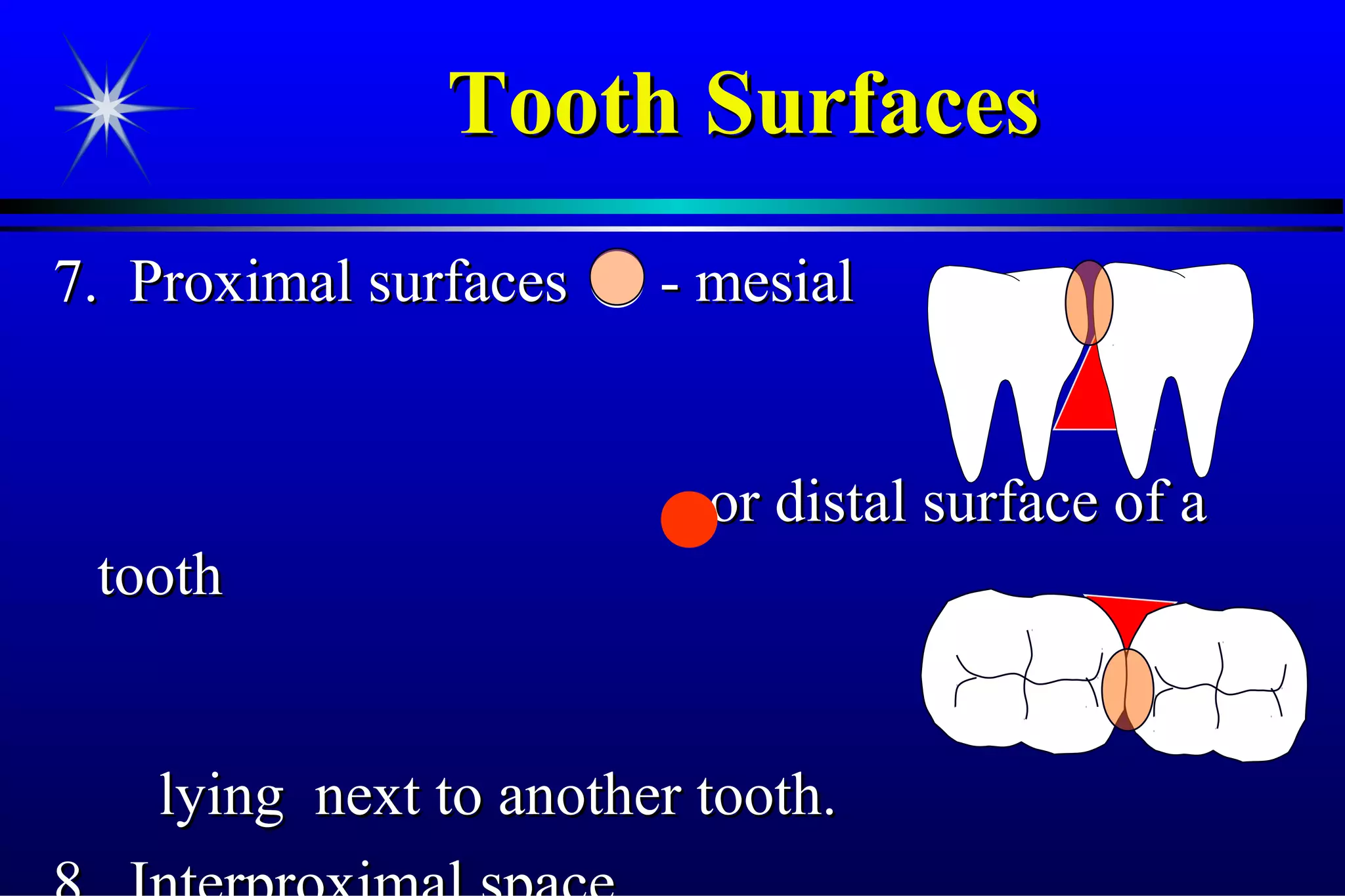 Verona Dental Presents Dental Anatomy By Jim Emms | PPT