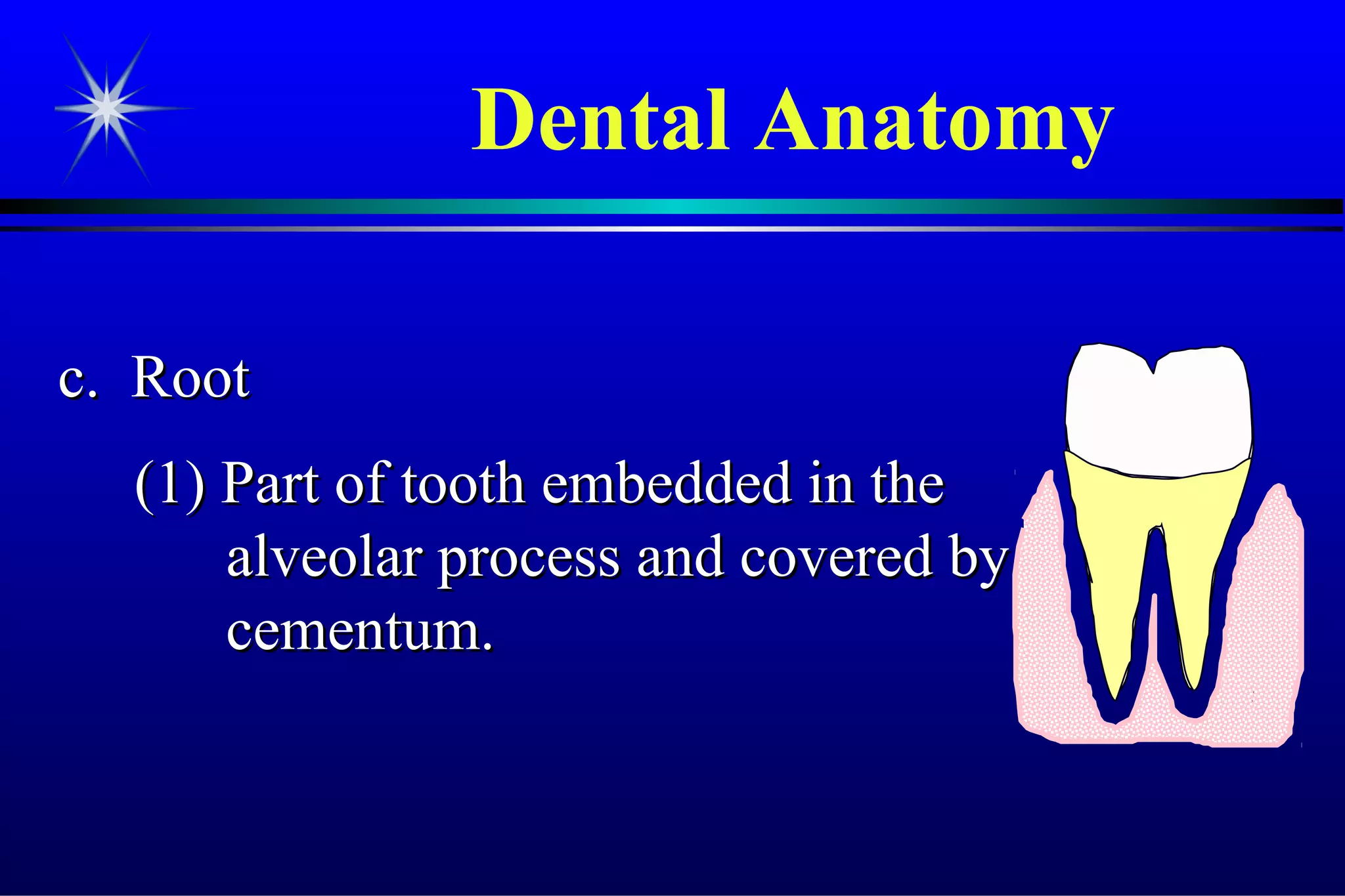 Verona Dental Presents Dental Anatomy By Jim Emms | PPT