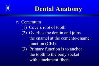 Verona Dental Presents Dental Anatomy By Jim Emms | PPT