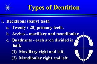 Verona Dental Presents Dental Anatomy By Jim Emms | PPT