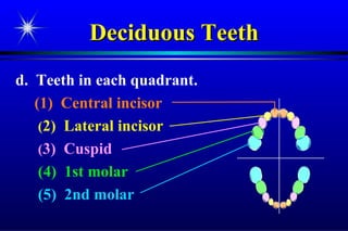 Verona Dental Presents Dental Anatomy By Jim Emms | PPT