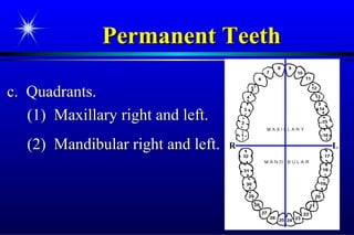 Verona Dental Presents Dental Anatomy By Jim Emms | PPT