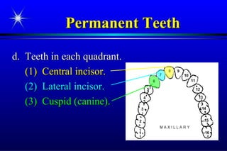 Verona Dental Presents Dental Anatomy By Jim Emms | PPT