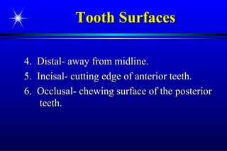 Verona Dental Presents Dental Anatomy By Jim Emms | PPT