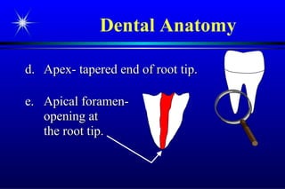 Verona Dental Presents Dental Anatomy By Jim Emms | PPT