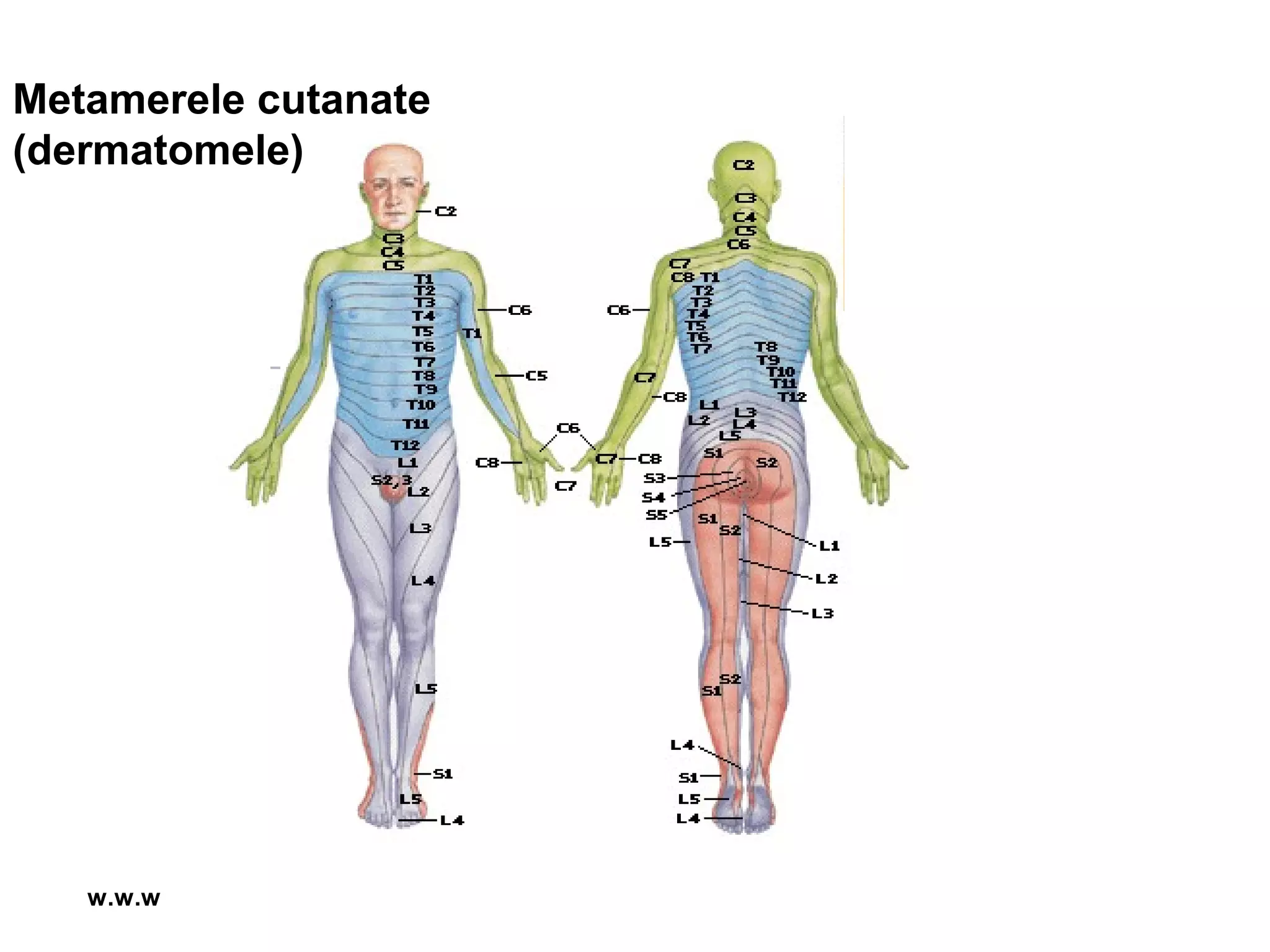 Atlas de neuroanatomie - maduva spinarii | PPT