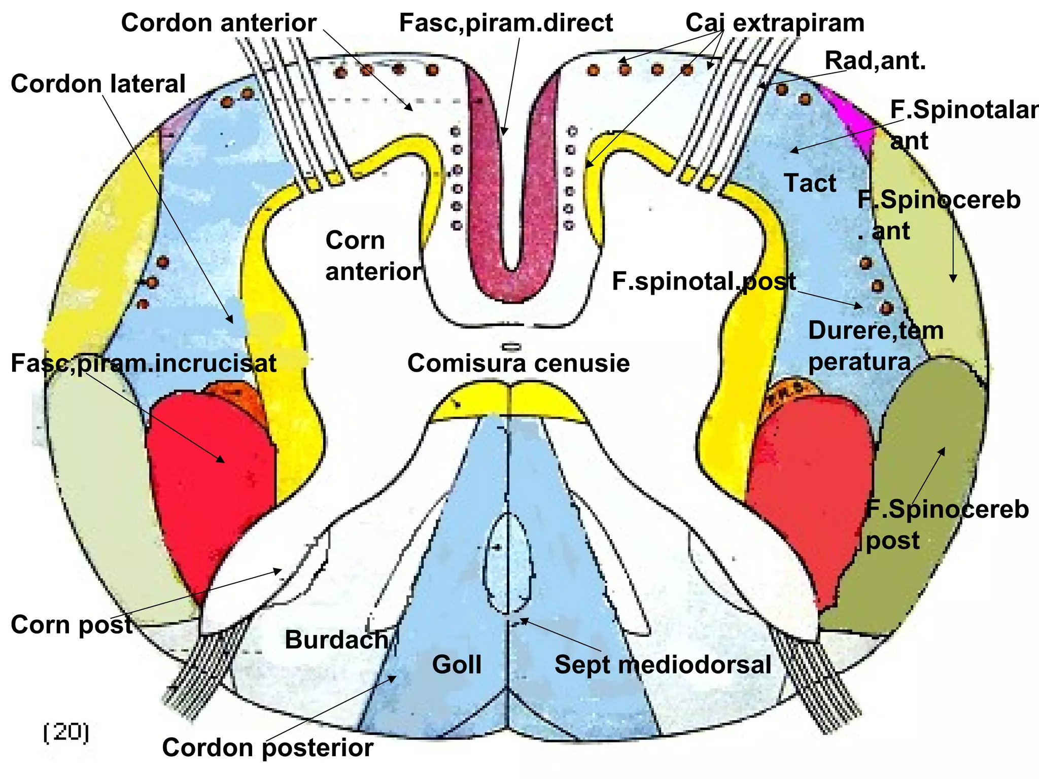 Atlas de neuroanatomie - maduva spinarii | PPT