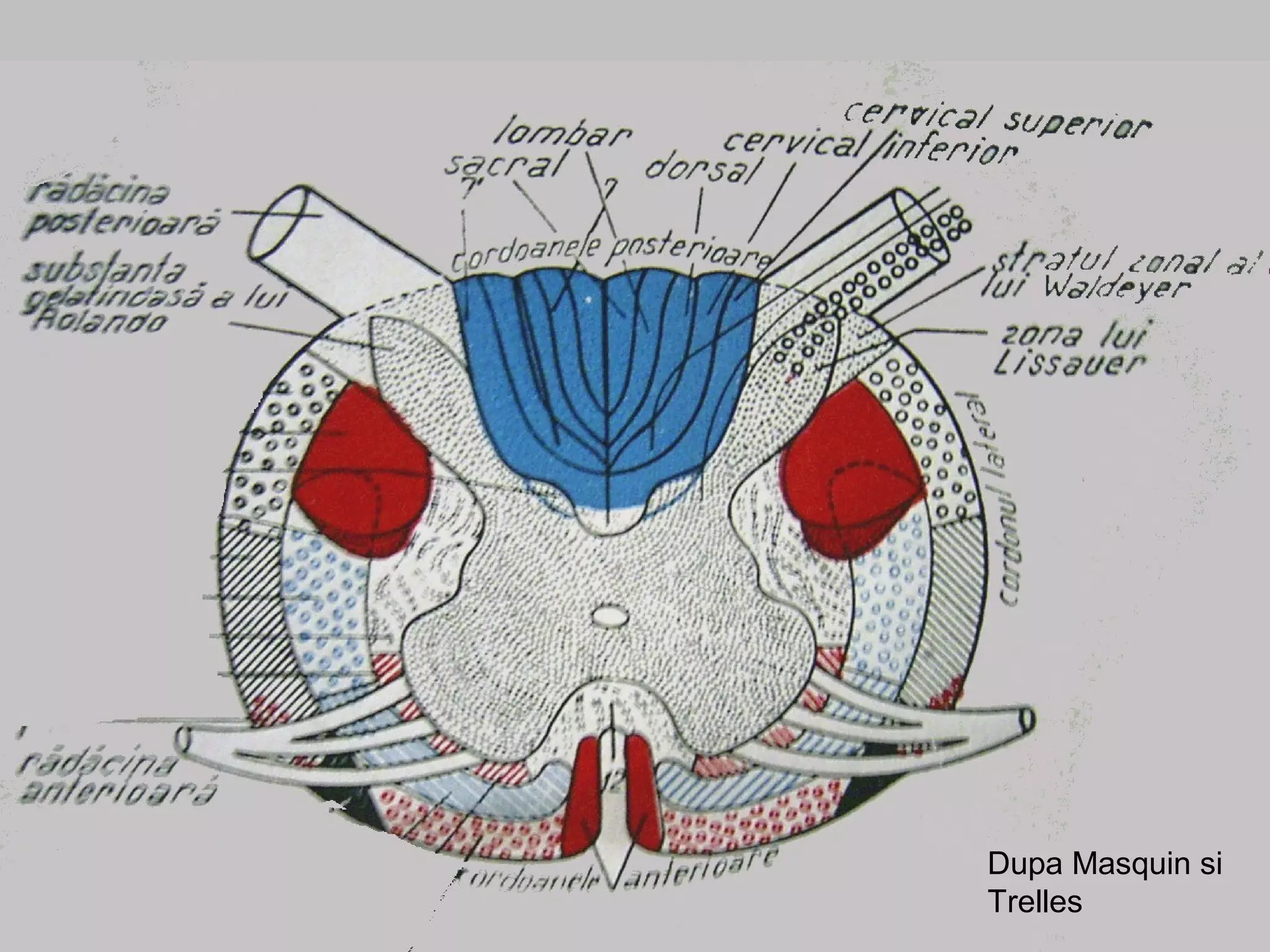 Atlas de neuroanatomie - maduva spinarii | PPT