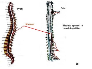 Atlas de neuroanatomie - maduva spinarii | PPT