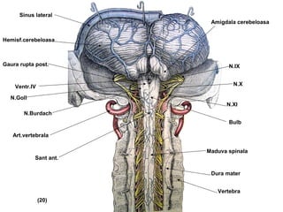 Atlas de neuroanatomie - maduva spinarii | PPT