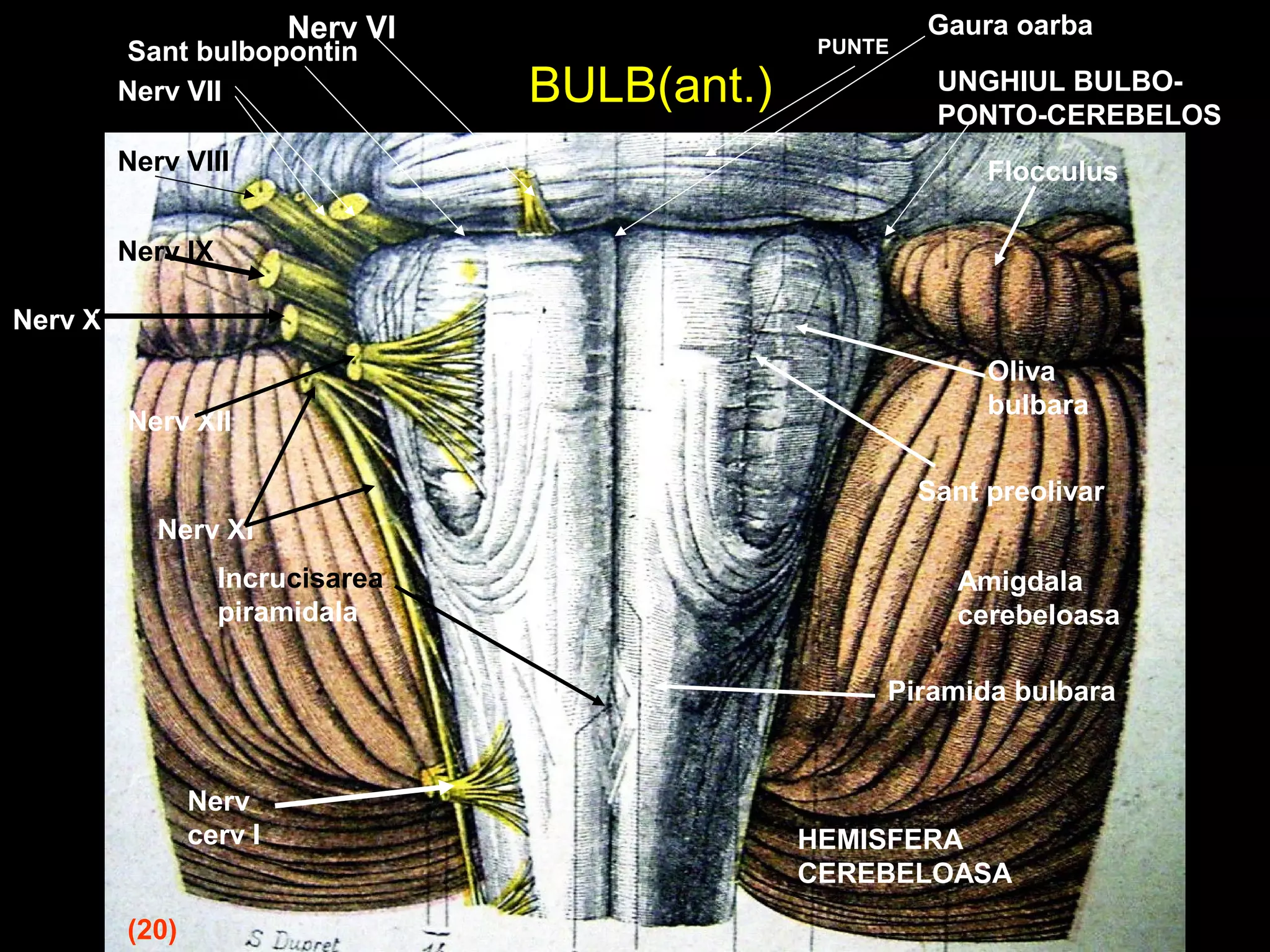 Atlas de neuroanatomie - trunchiul cerebral | PPT