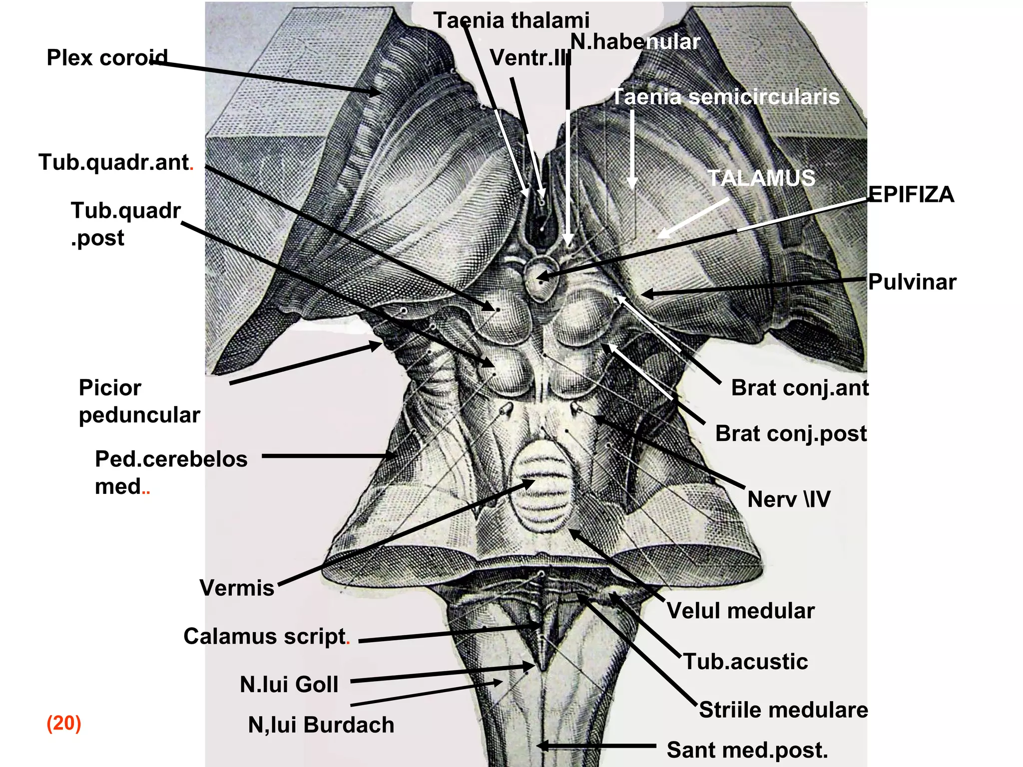 Atlas de neuroanatomie - trunchiul cerebral | PPT