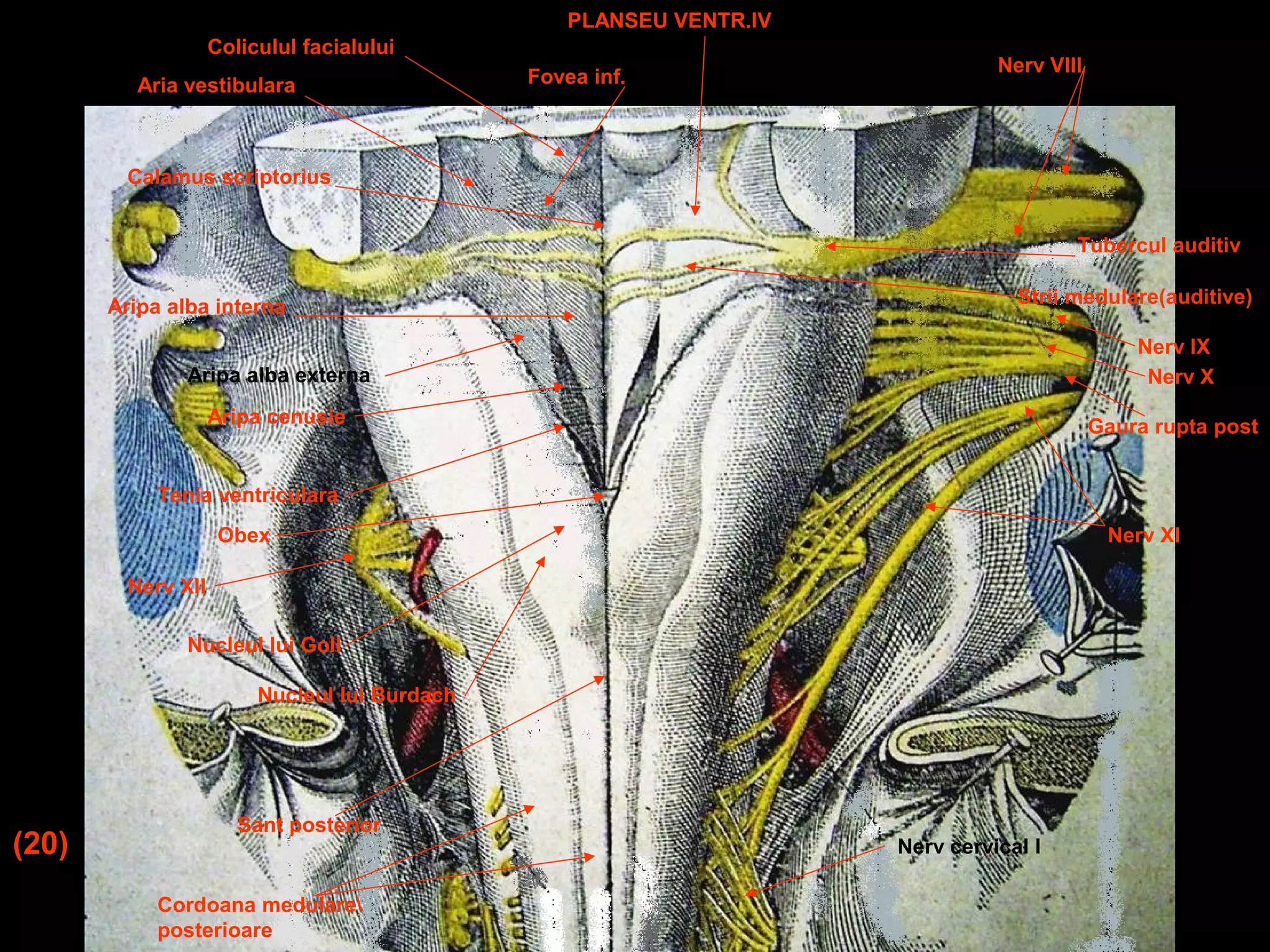 Atlas de neuroanatomie - trunchiul cerebral | PPT