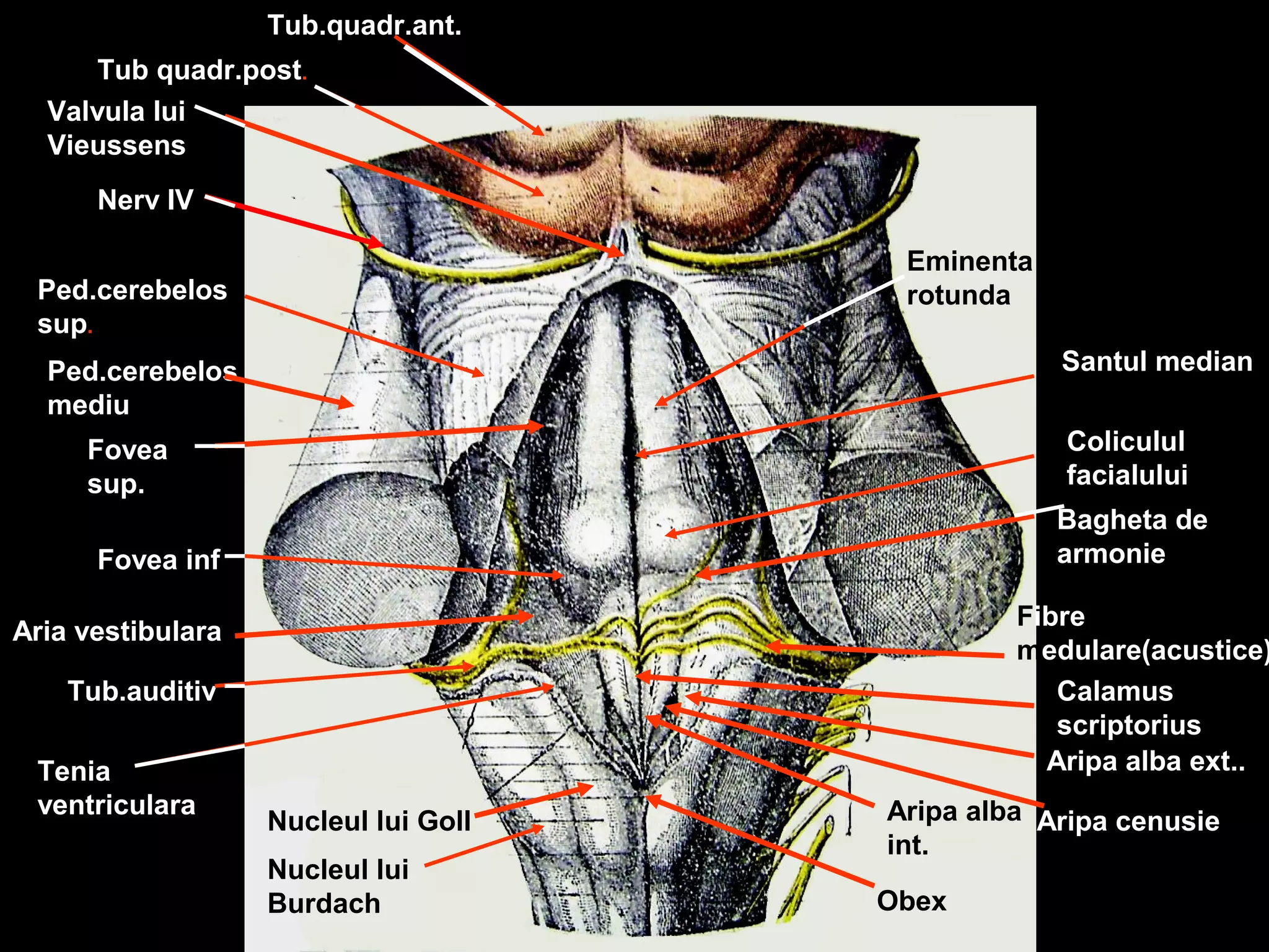 Atlas de neuroanatomie - trunchiul cerebral | PPT