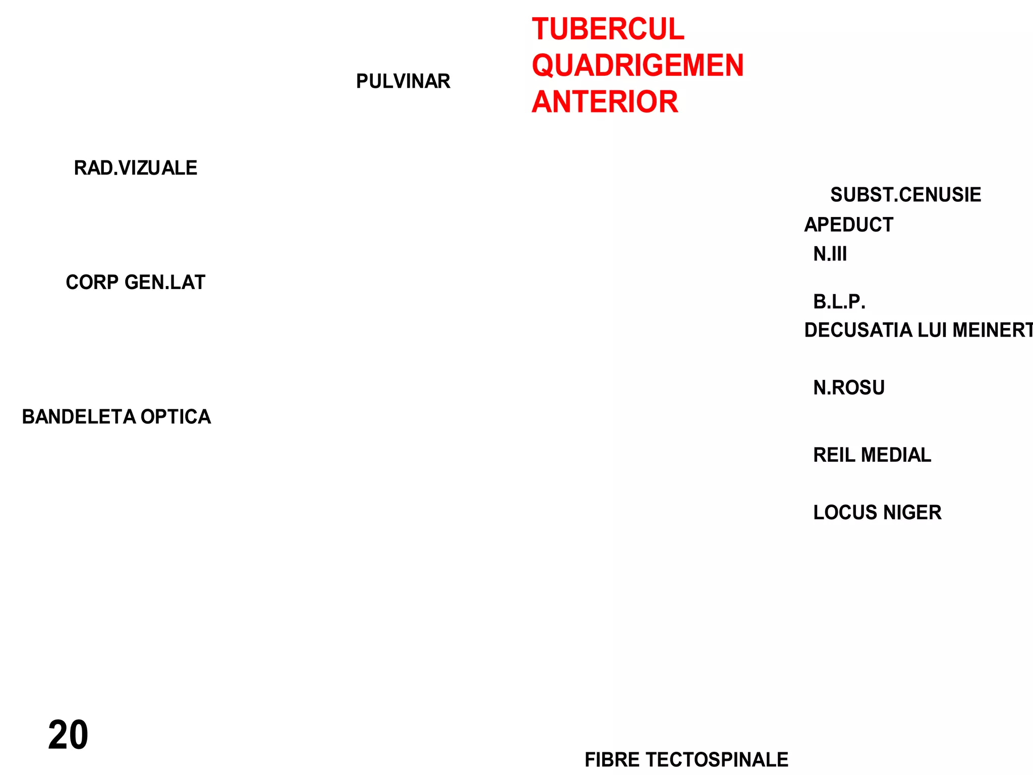 Atlas de neuroanatomie - trunchiul cerebral | PPT
