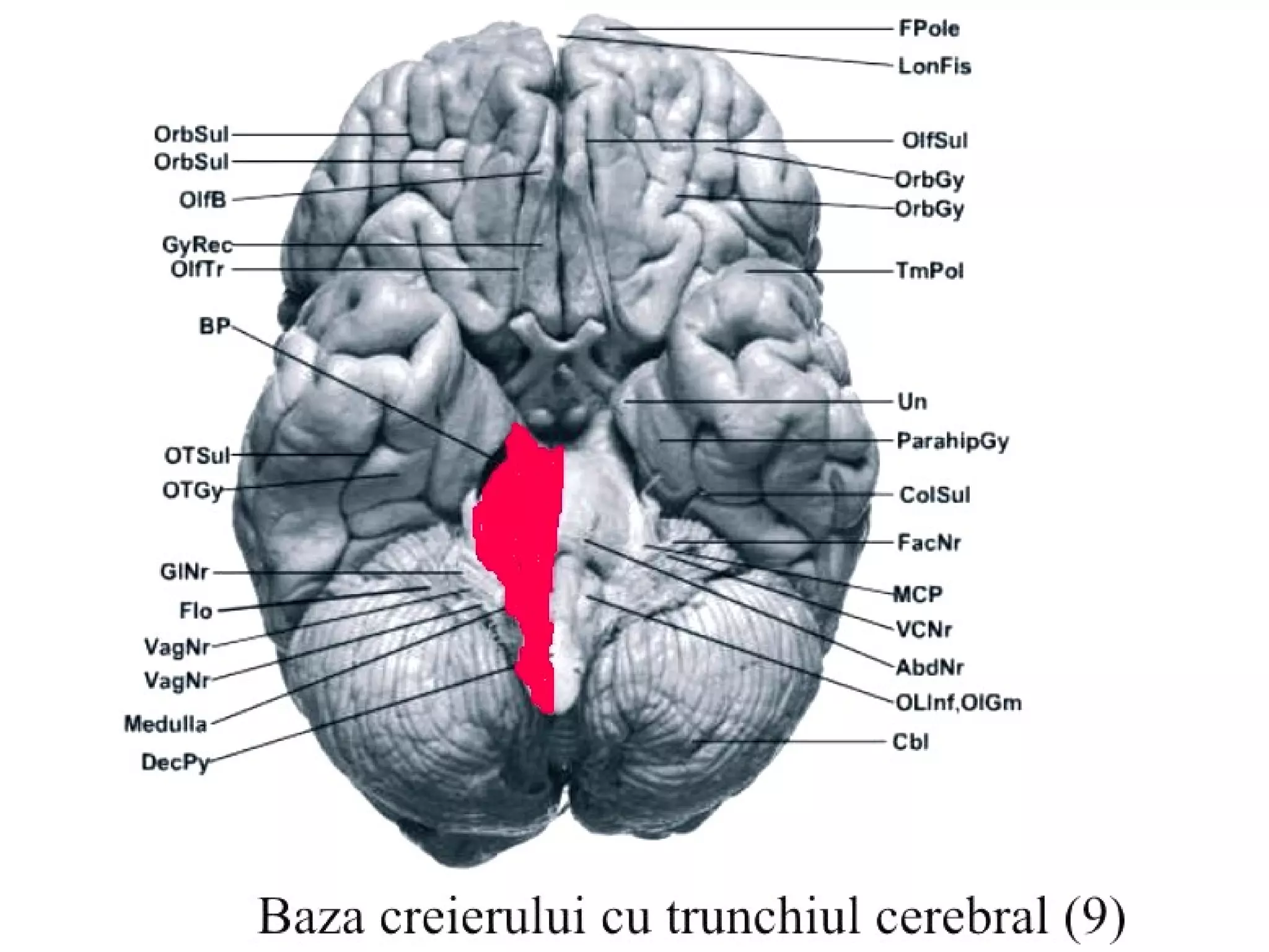 Atlas de neuroanatomie - trunchiul cerebral | PPT