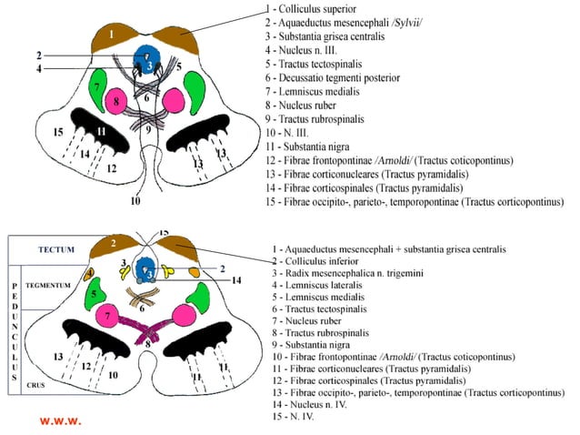 Atlas de neuroanatomie - trunchiul cerebral | PPT