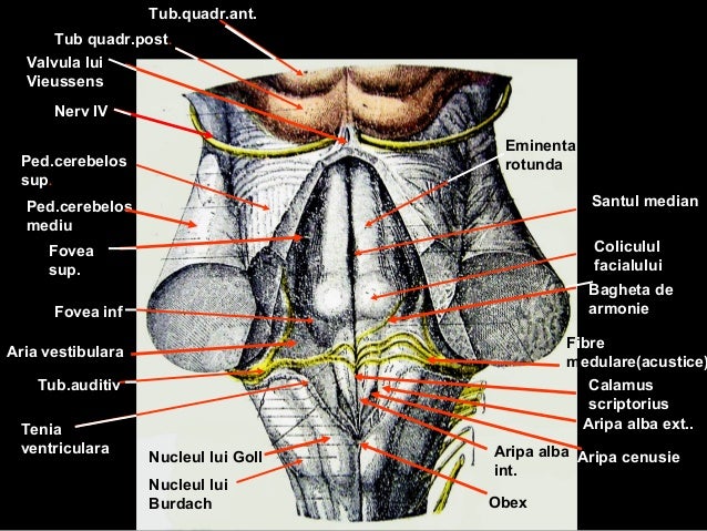 Atlas de neuroanatomie - trunchiul cerebral