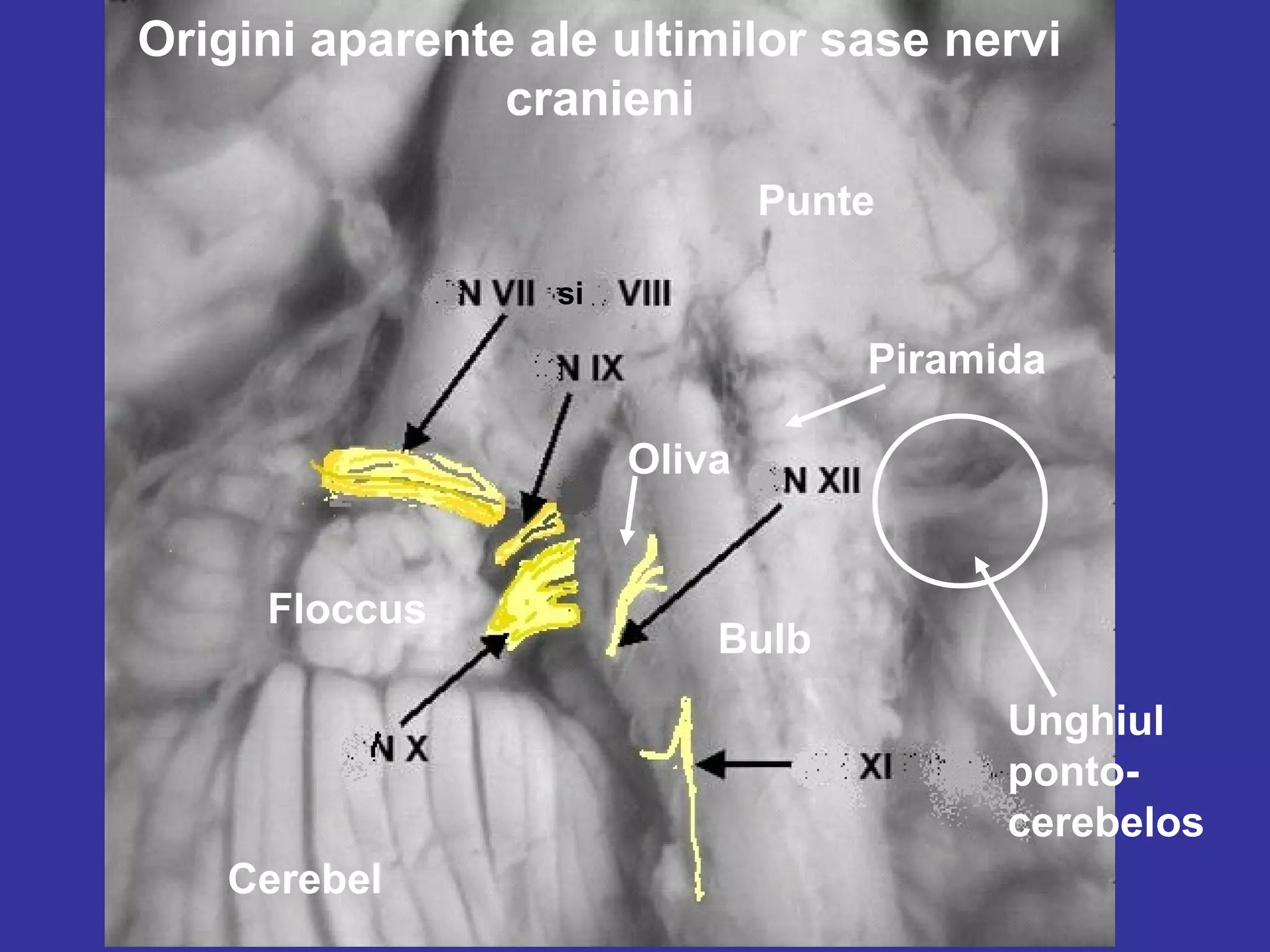 Atlas de neuroanatomie - nervi periferici | PPT