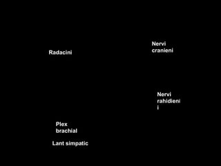 Atlas de neuroanatomie - nervi periferici | PPT