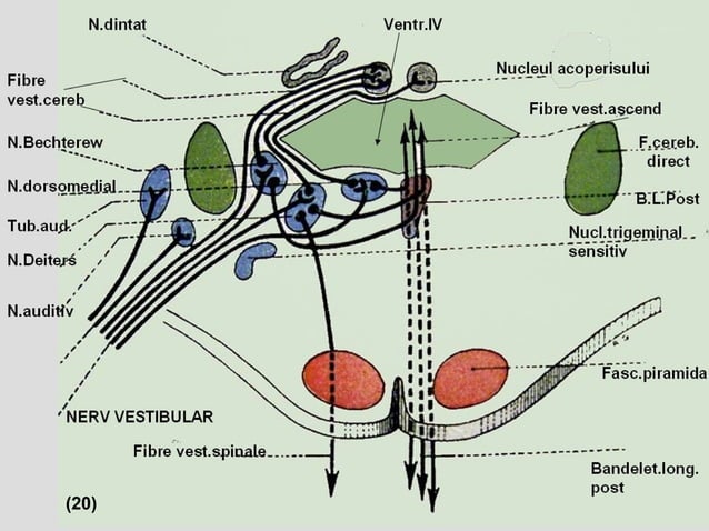 Atlas de neuroanatomie - nervi periferici | PPT