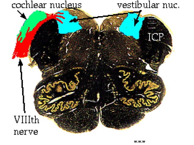 Atlas de neuroanatomie - nervi periferici | PPT