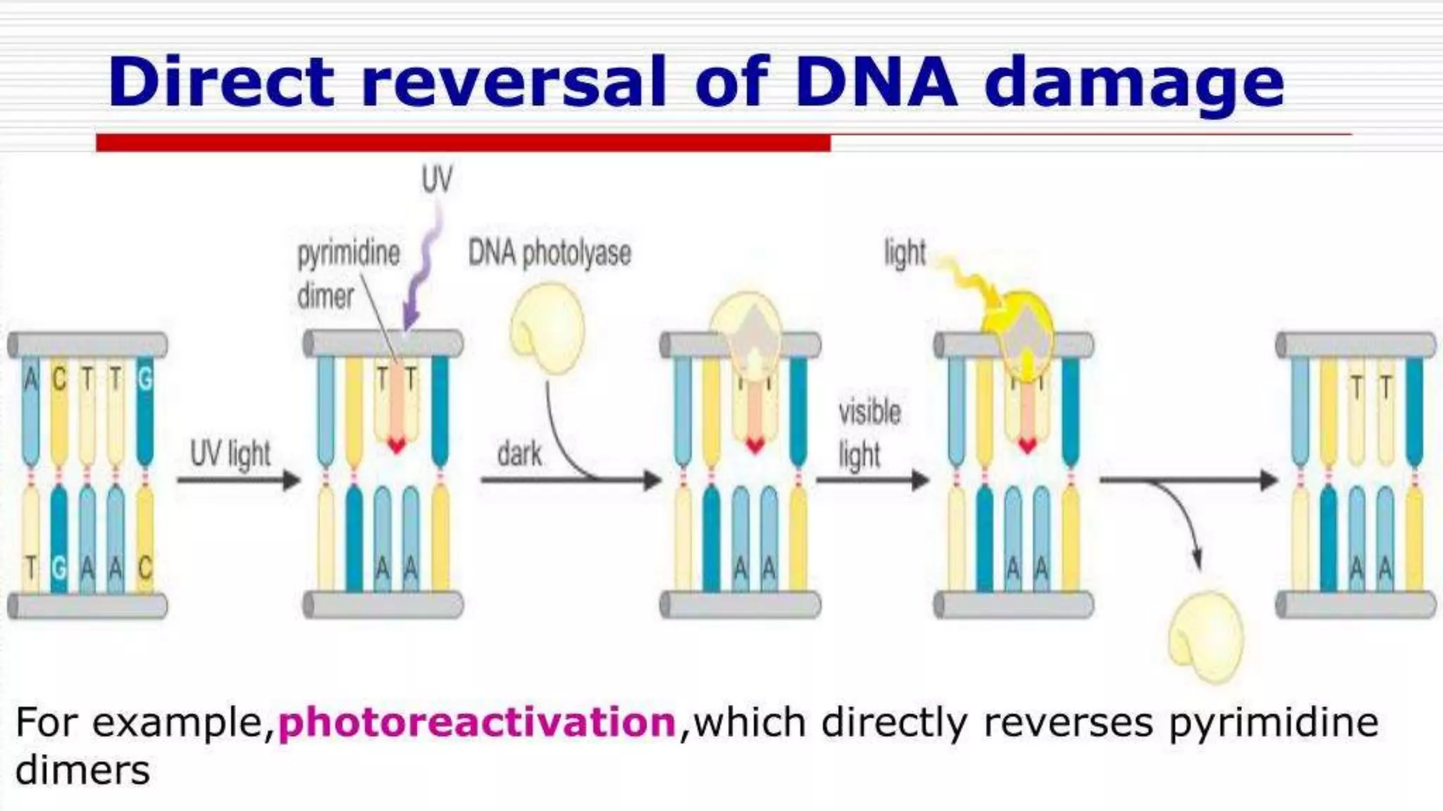 DNA Damage and repair mechanism | PPTX