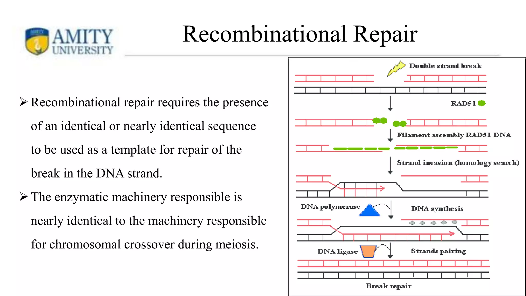 DNA Damage and repair mechanism | PPTX