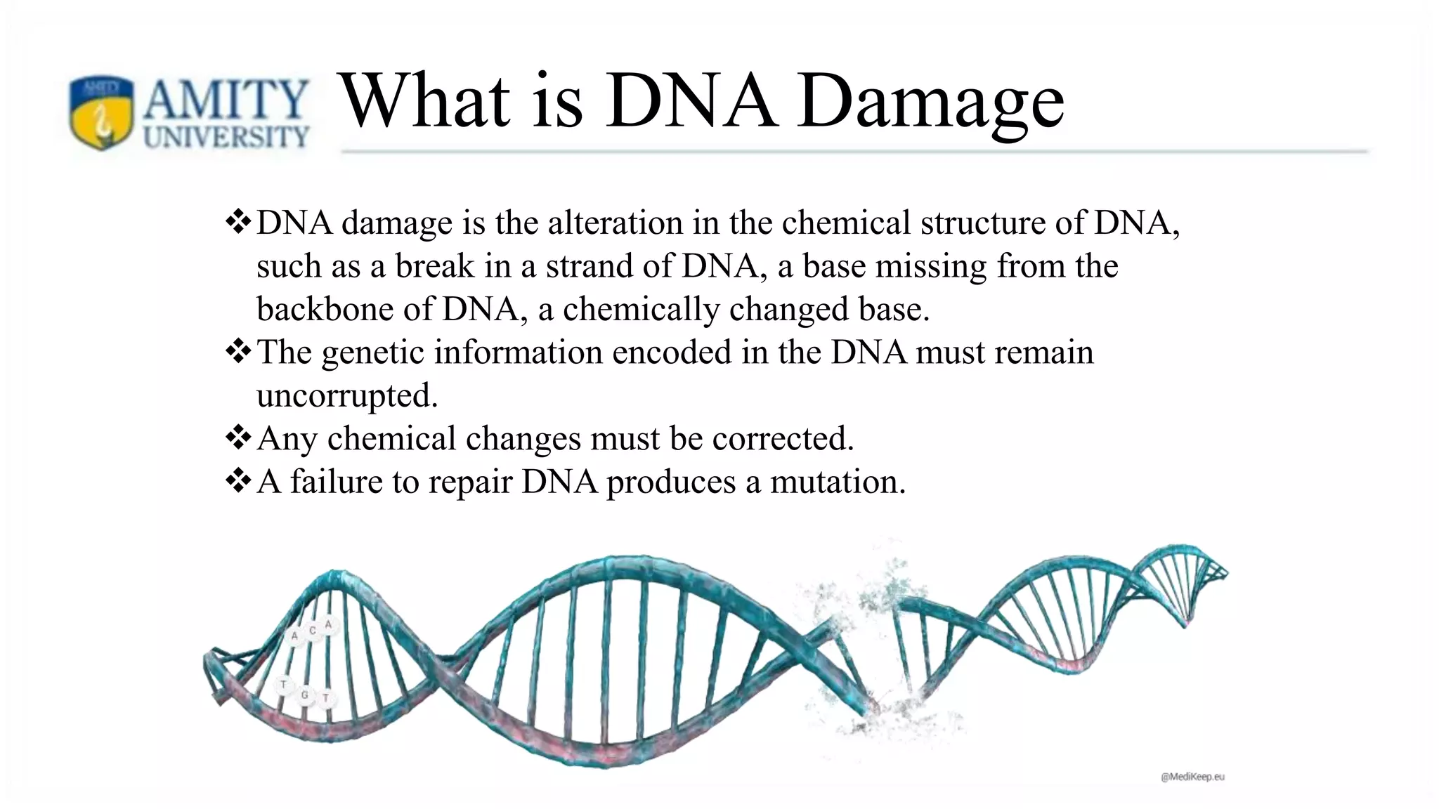 DNA Damage and repair mechanism | PPTX