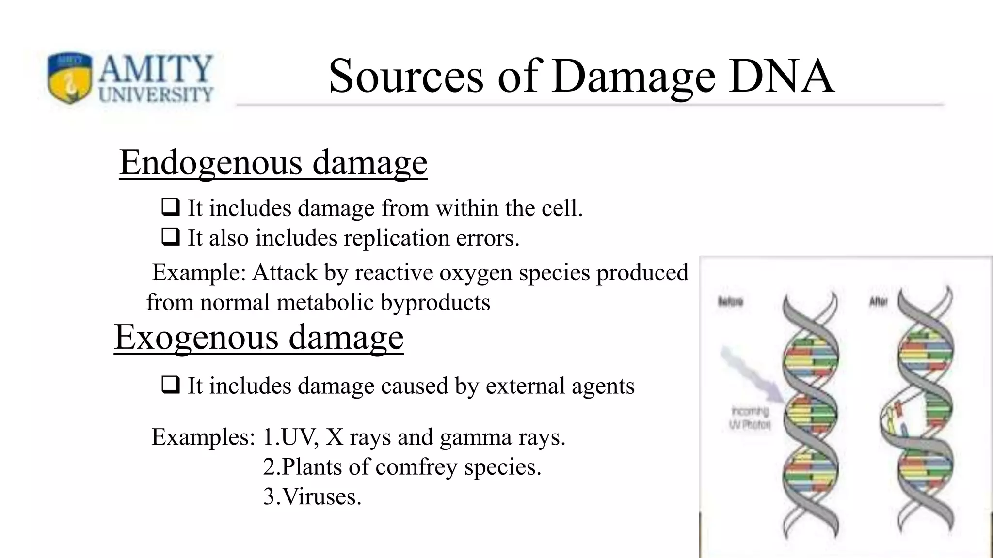 DNA Damage and repair mechanism | PPTX