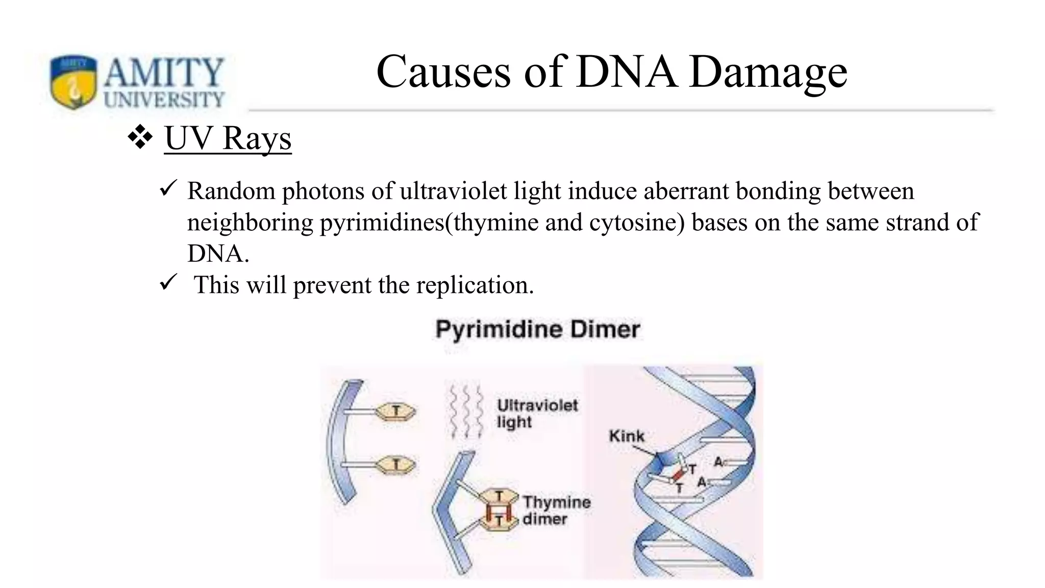 DNA Damage and repair mechanism | PPTX