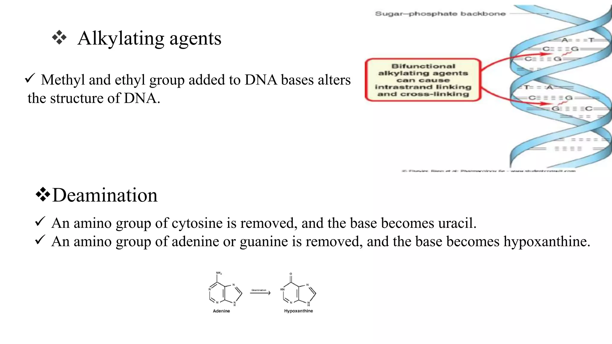 DNA Damage and repair mechanism | PPTX