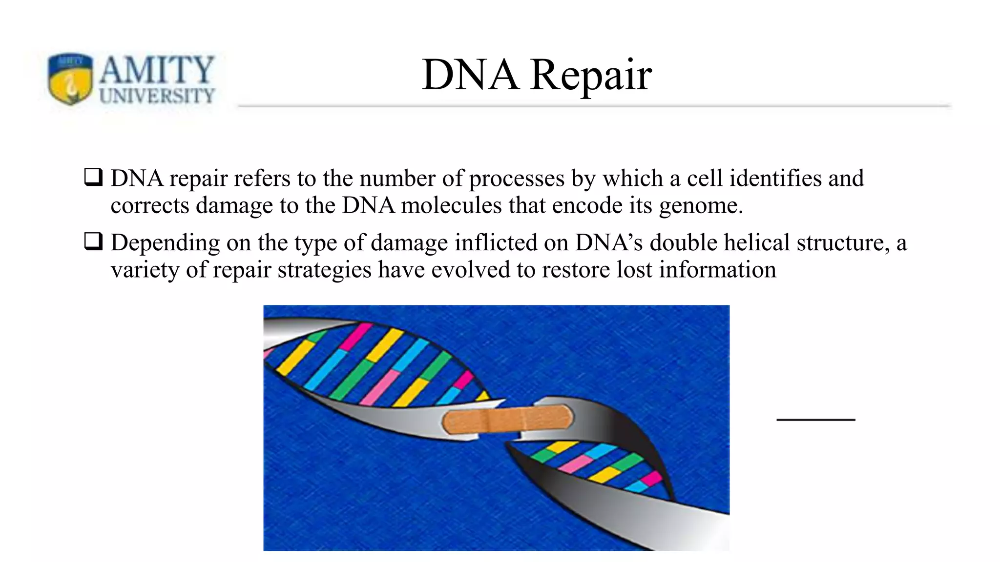DNA Damage and repair mechanism | PPTX