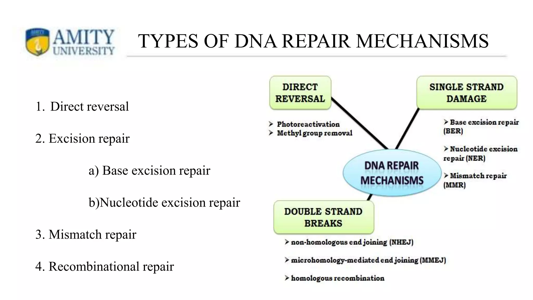 DNA Damage and repair mechanism | PPTX